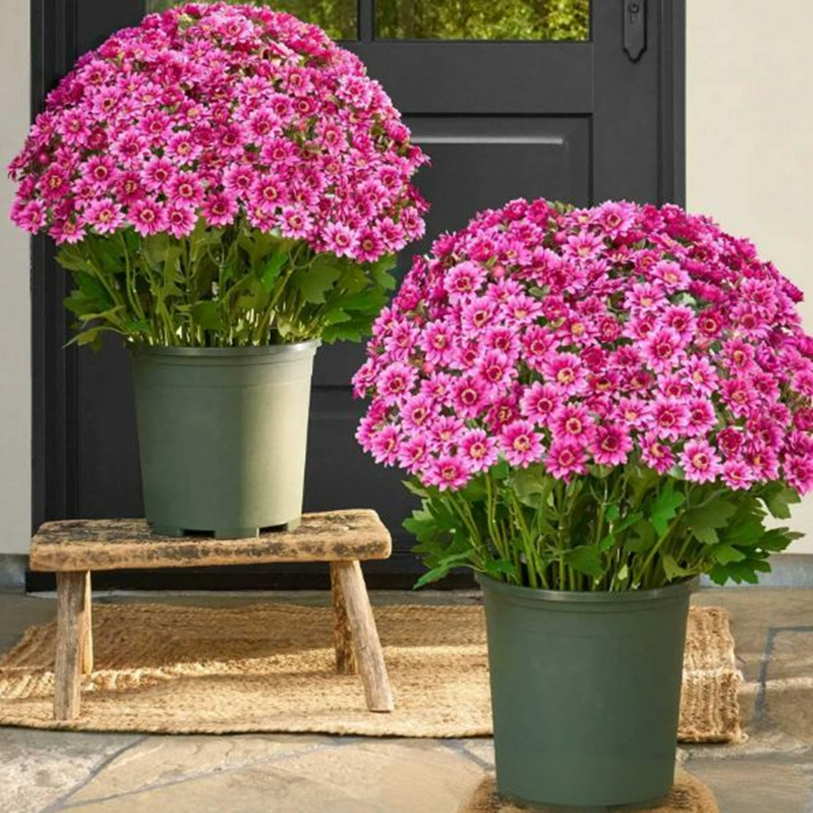 Bxaolu Artificial Sunset Mums, Artificial Outdoor Sunset Flowers-UV ...