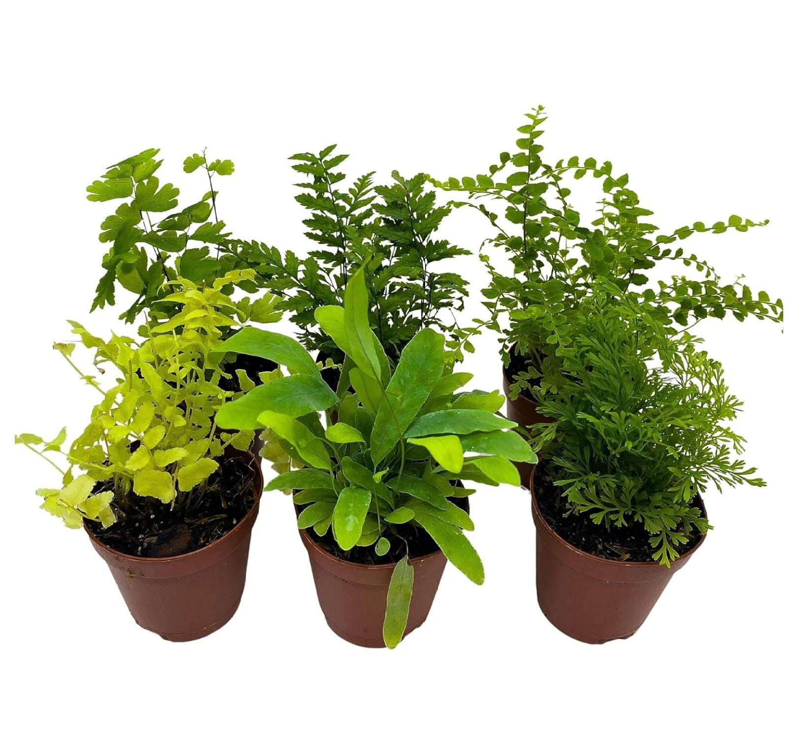 ByEUcuk Fern Variety Assortment, 6 Different Ferns in 2 inch pots Tiny ...