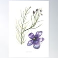 Byblis Linifolia Fly Trap Carnivorous Plant Scientific Illustration ...