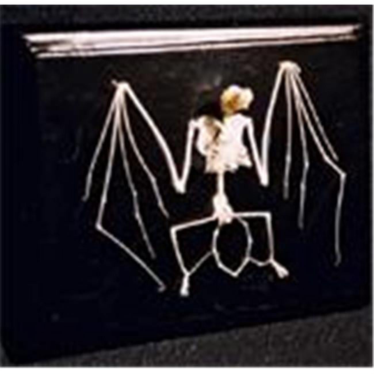 C & A Scientific - Premiere 51010 Real Bat Skeleton - Walmart.com