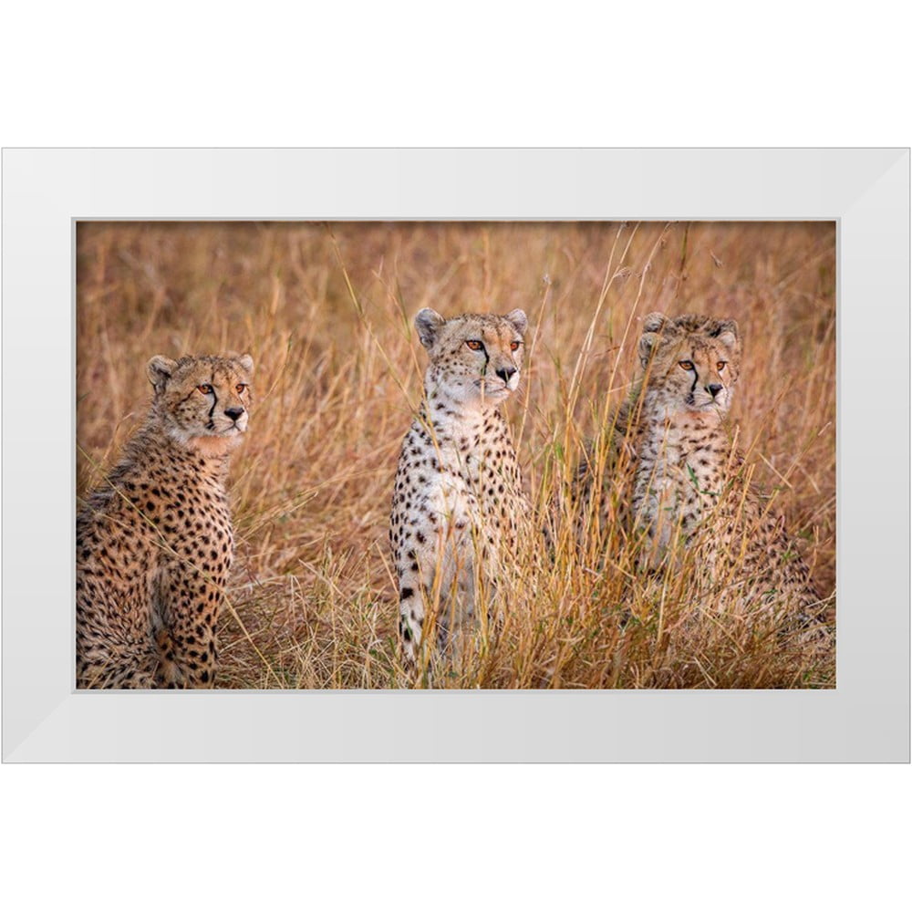 C. Sink, Jeffrey 32x21 White Modern Wood Framed Museum Art Print Titled ...