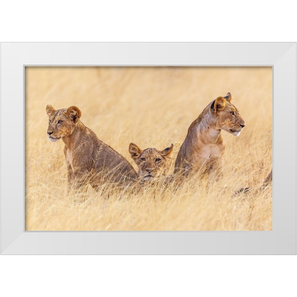 C. Sink, Jeffrey 32x23 White Modern Wood Framed Museum Art Print Titled ...