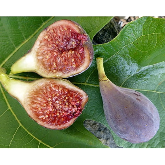 C's Red Edible Fig Plant - Ficus carica - Sweet - Live Indoor - 2.5 ...