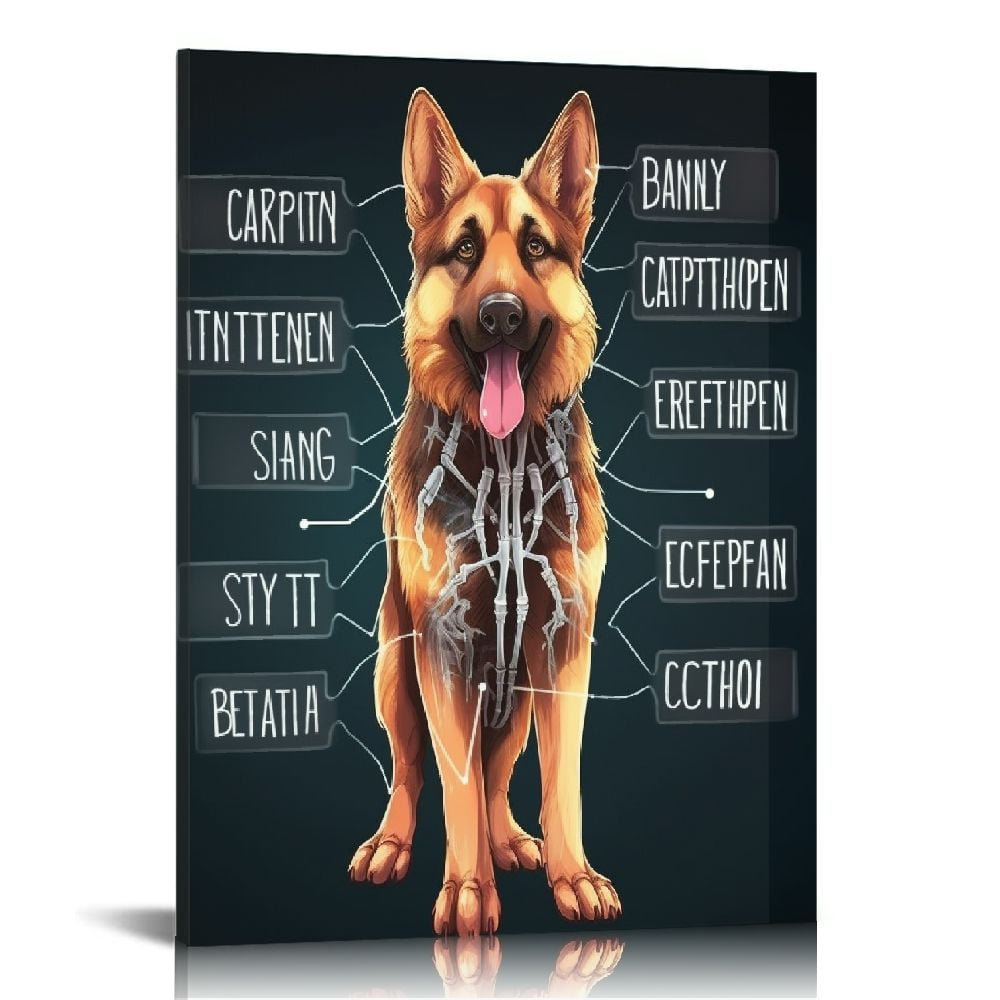 C04-GENYS Anatomy of a German Shepherd Canvas Painting - Educational ...