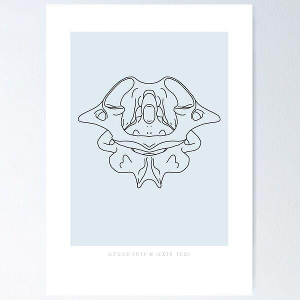 C1/C2 Line Art, Minimalist Atlas Axis Skeleton Anatomy Medical Artwork ...