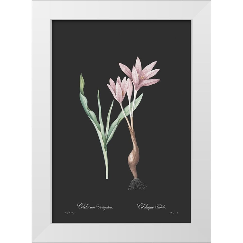 CAG 11x14 White Modern Wood Framed Museum Art Print Titled - Colchicum ...
