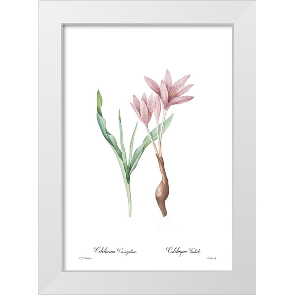 CAG 11x14 White Modern Wood Framed Museum Art Print Titled - Colchicum ...