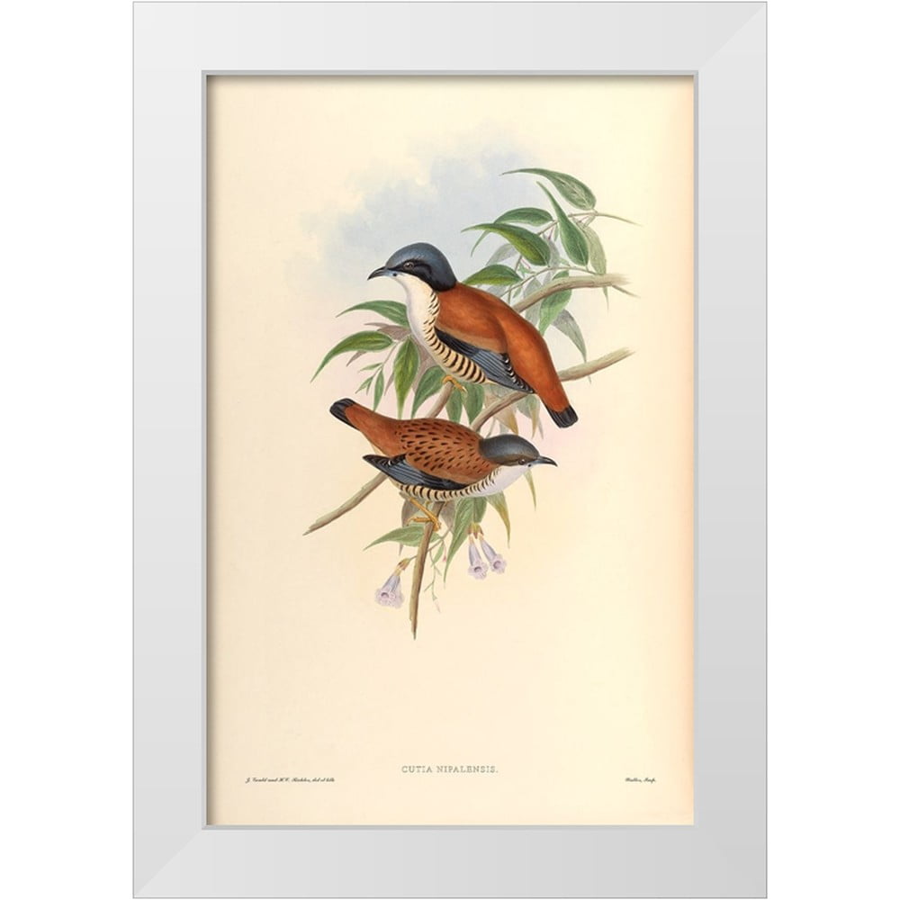 CAG 11x14 White Modern Wood Framed Museum Art Print Titled - Cutia ...