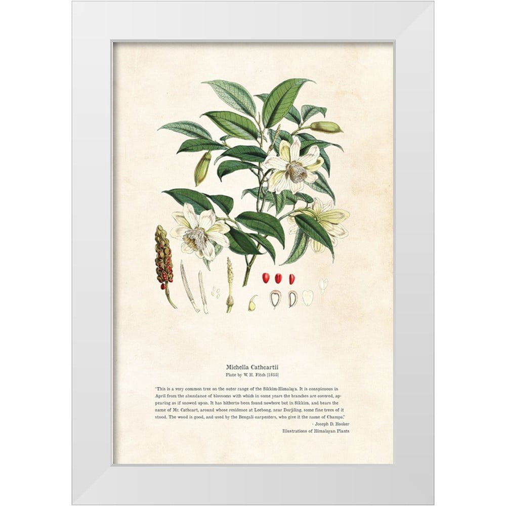 CAG 11x14 White Modern Wood Framed Museum Art Print Titled - Himalayan ...