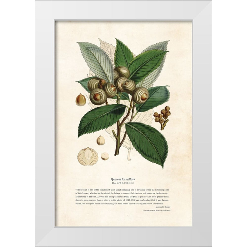 CAG 11x14 White Modern Wood Framed Museum Art Print Titled - Himalayan ...