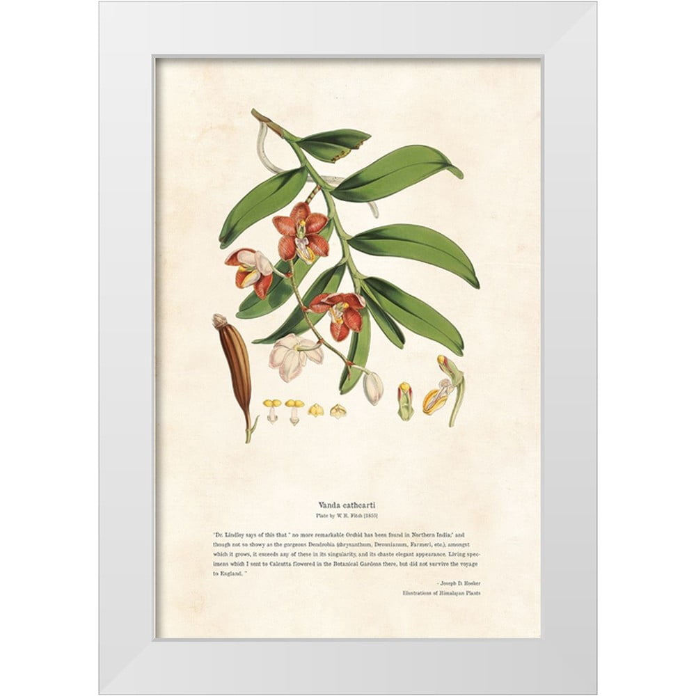 CAG 11x14 White Modern Wood Framed Museum Art Print Titled - Himalayan ...