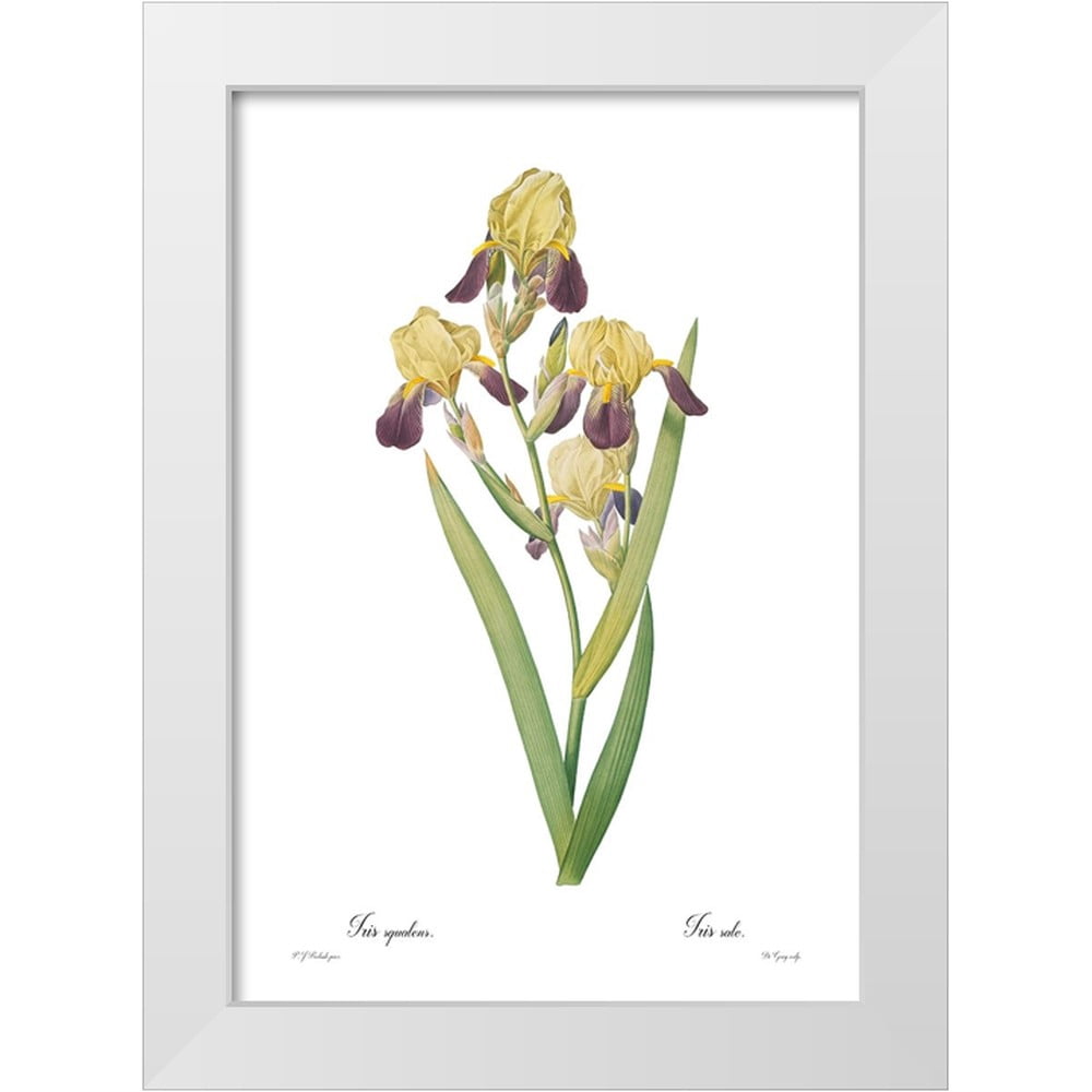 CAG 11x14 White Modern Wood Framed Museum Art Print Titled - Iris ...
