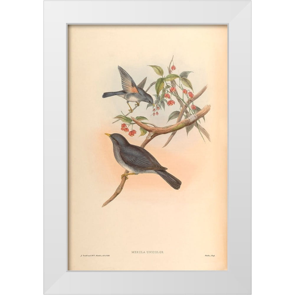 CAG 11x14 White Modern Wood Framed Museum Art Print Titled - Merula ...