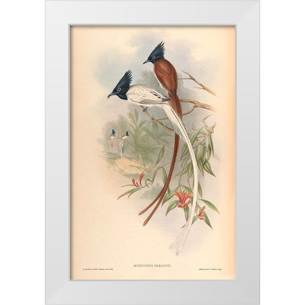 CAG 11x14 White Modern Wood Framed Museum Art Print Titled - Muscipeta ...