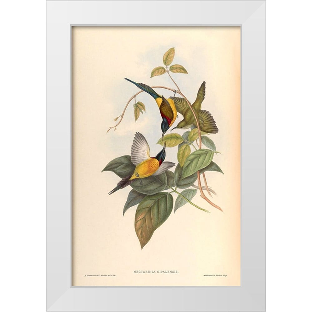CAG 11x14 White Modern Wood Framed Museum Art Print Titled - Nectarinia ...