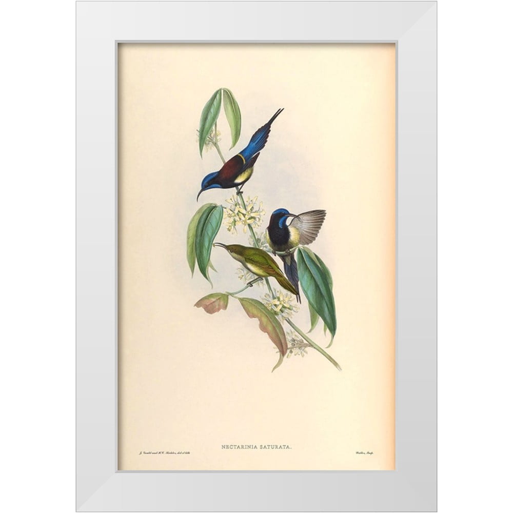 CAG 11x14 White Modern Wood Framed Museum Art Print Titled - Nectarinia ...