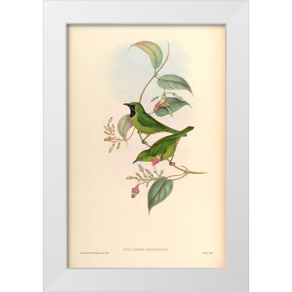 CAG 11x14 White Modern Wood Framed Museum Art Print Titled - Phyllornis ...
