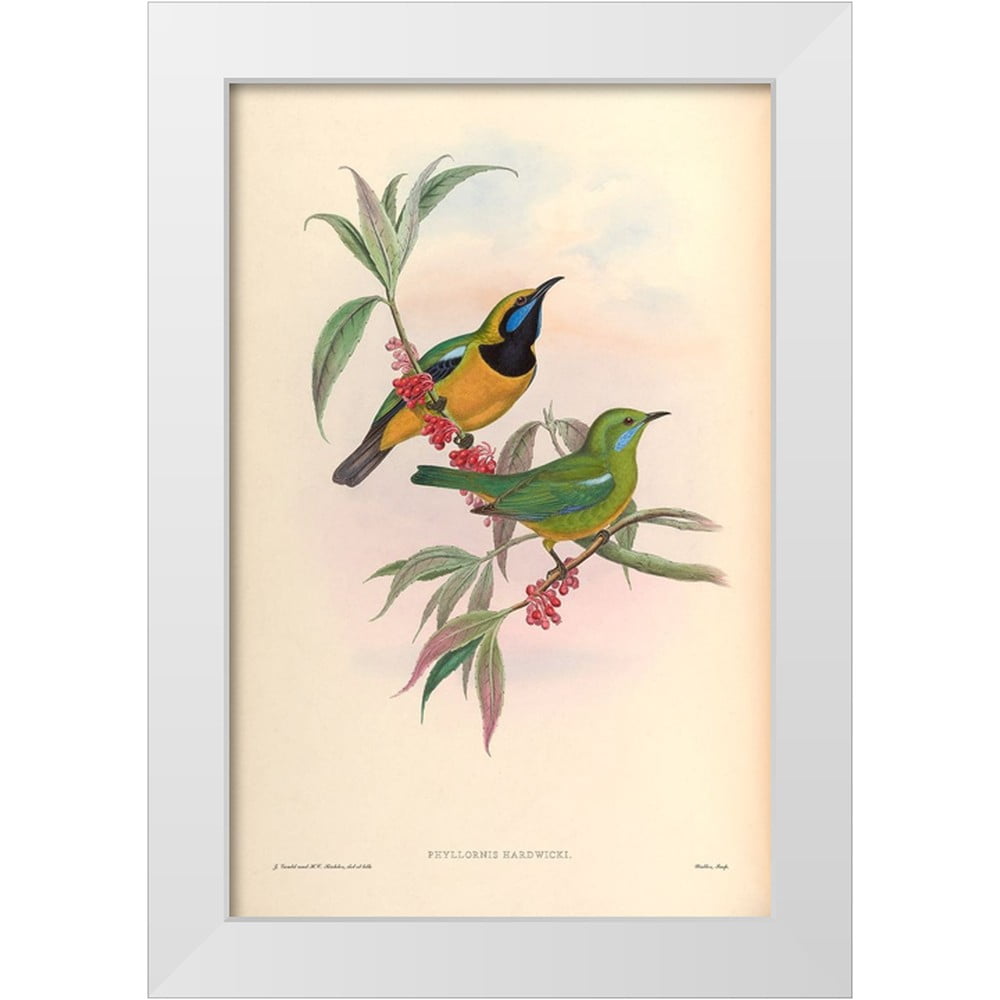 CAG 11x14 White Modern Wood Framed Museum Art Print Titled - Phyllornis ...