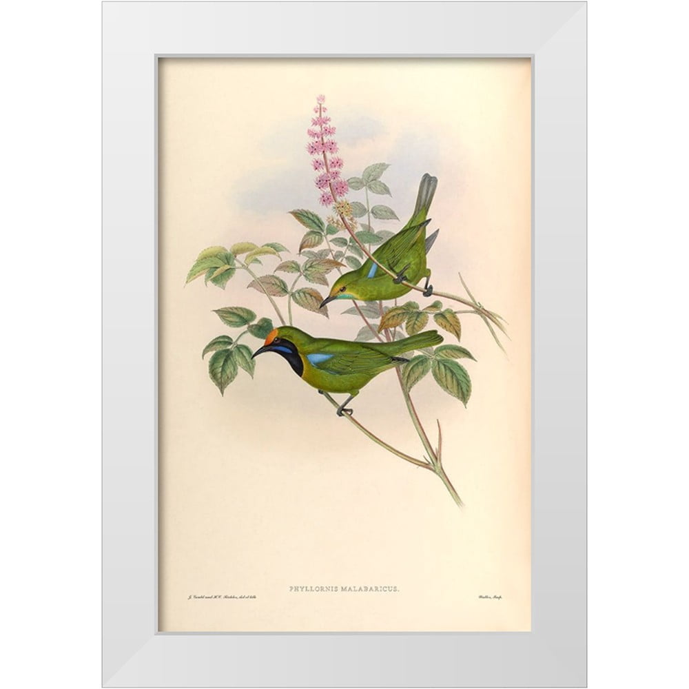 CAG 11x14 White Modern Wood Framed Museum Art Print Titled - Phyllornis ...