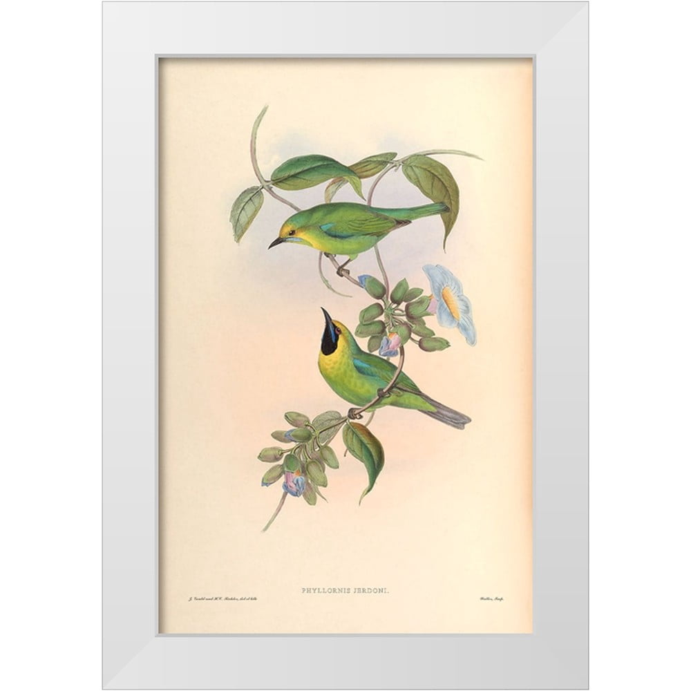 CAG 13x18 White Modern Wood Framed Museum Art Print Titled - Phyllornis ...