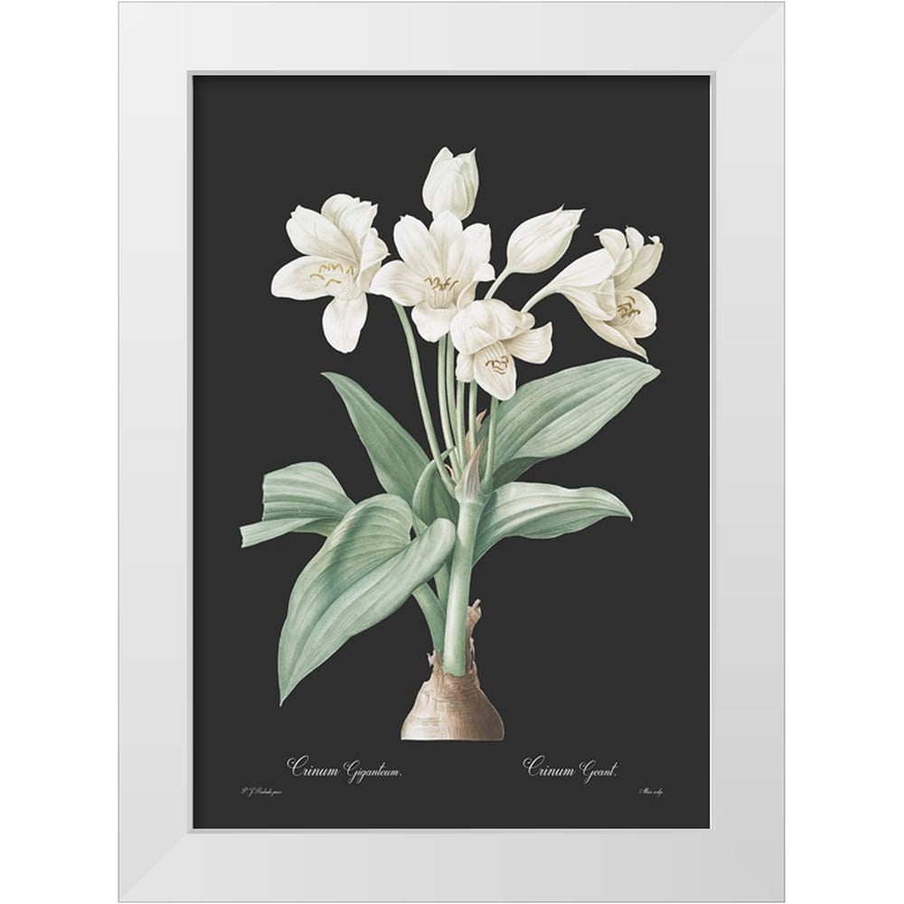 CAG 14x18 White Modern Wood Framed Museum Art Print Titled - Crinum ...