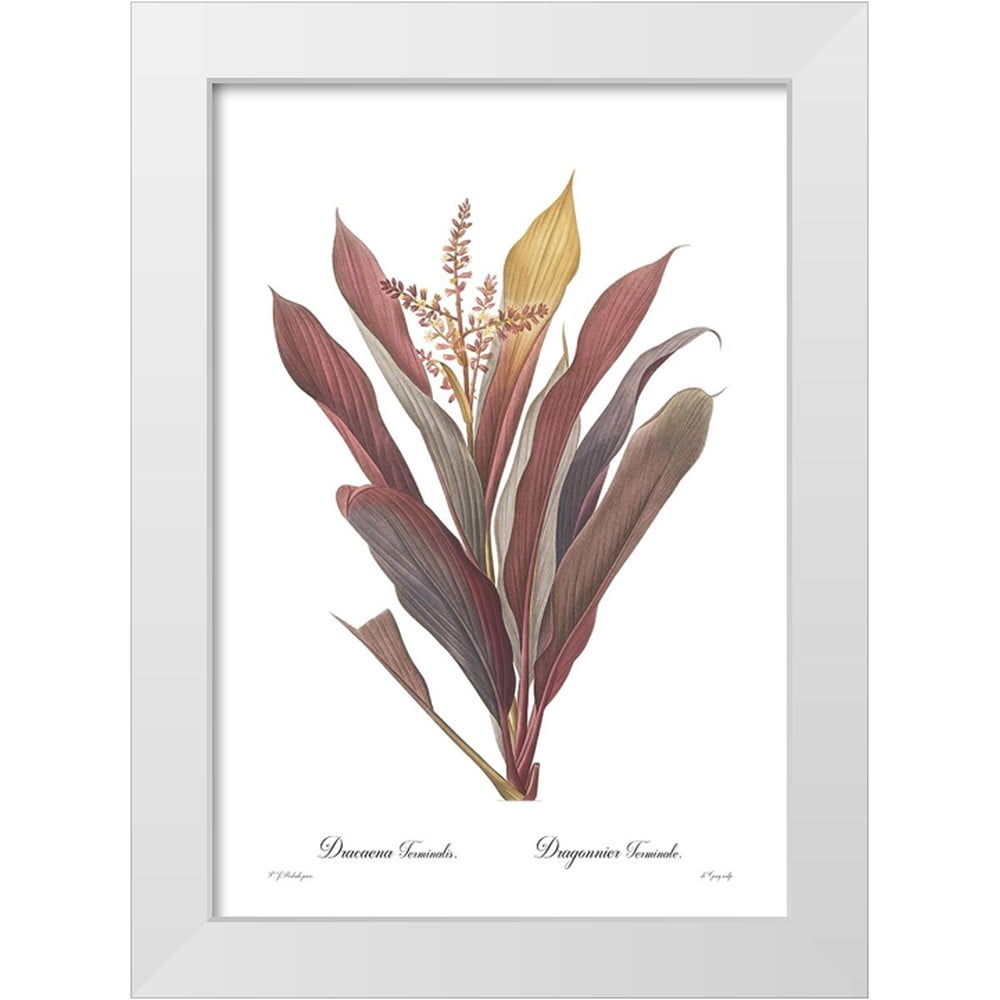 CAG 14x18 White Modern Wood Framed Museum Art Print Titled - Dracaena ...