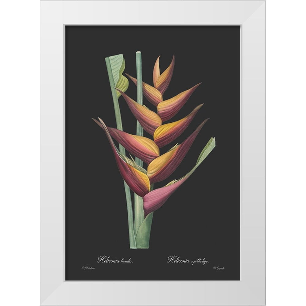 CAG 14x18 White Modern Wood Framed Museum Art Print Titled - Heliconia ...