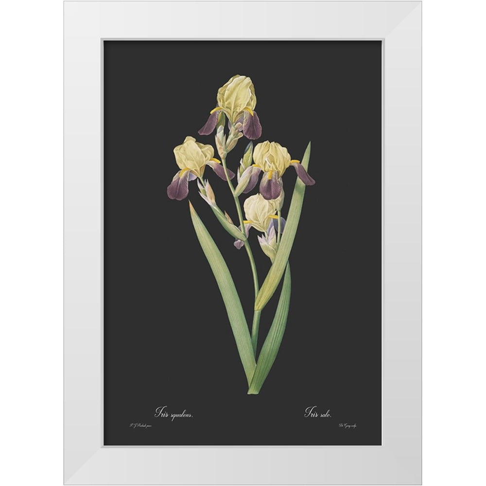 CAG 14x18 White Modern Wood Framed Museum Art Print Titled - Iris ...