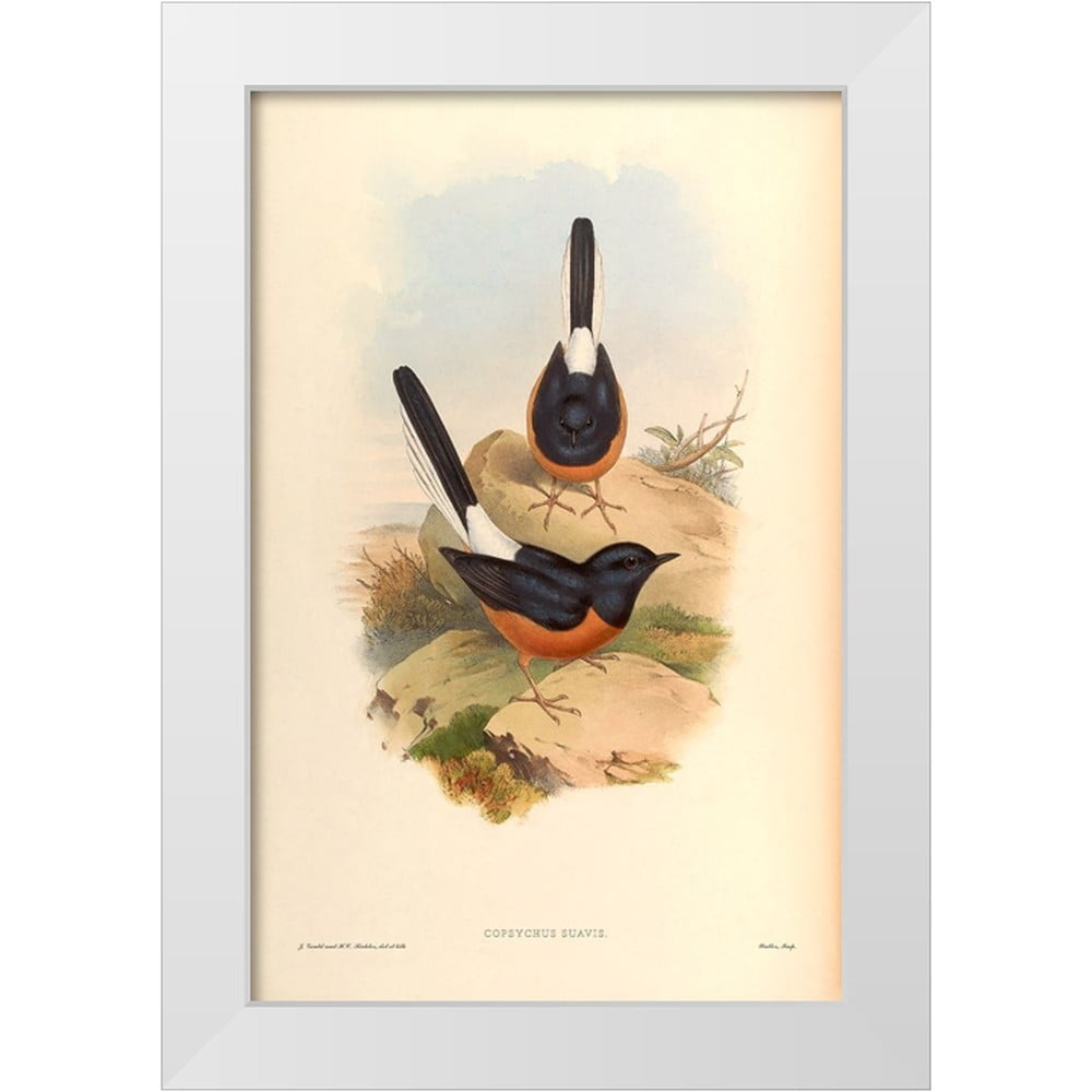 CAG 17x24 White Modern Wood Framed Museum Art Print Titled - Copsychus ...
