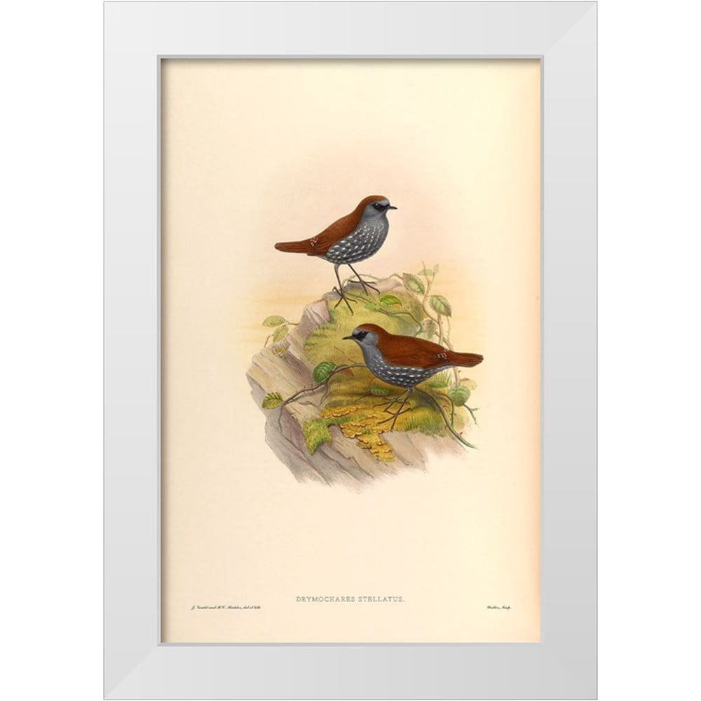 CAG 17x24 White Modern Wood Framed Museum Art Print Titled ...