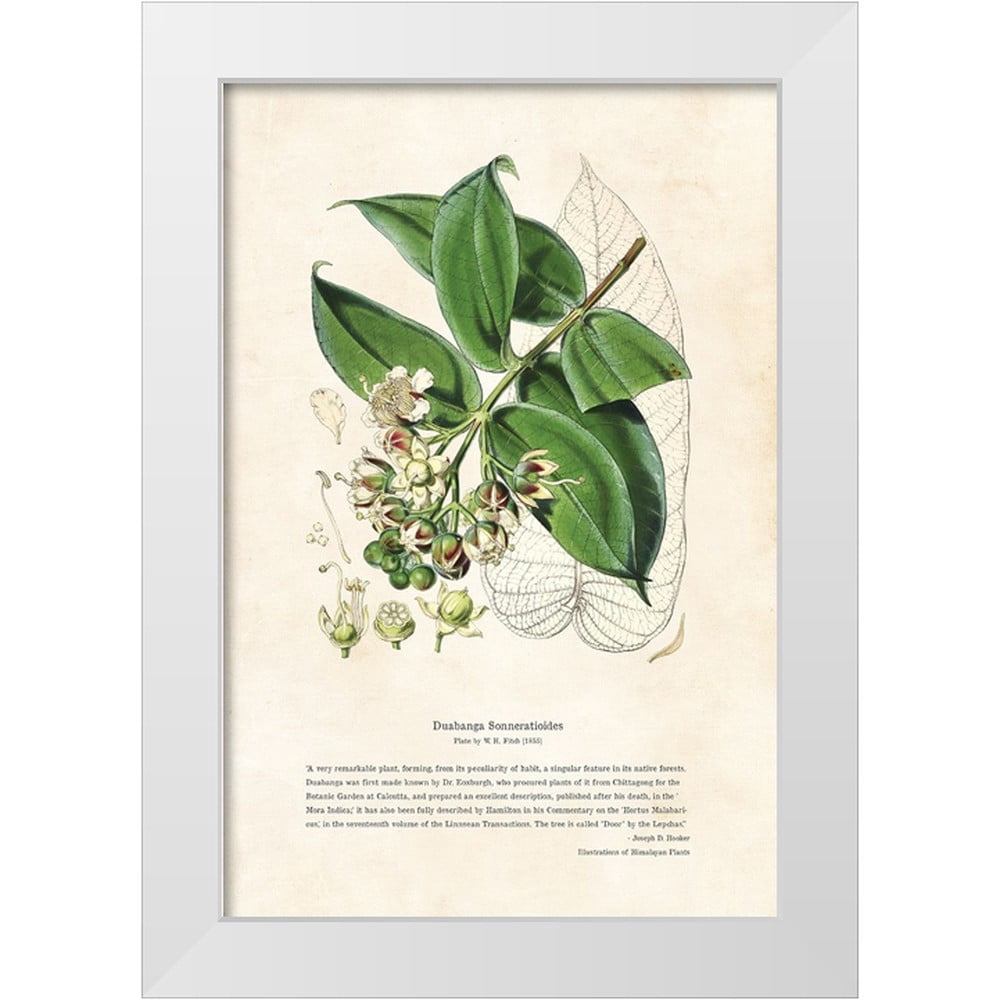 CAG 17x24 White Modern Wood Framed Museum Art Print Titled - Himalayan ...