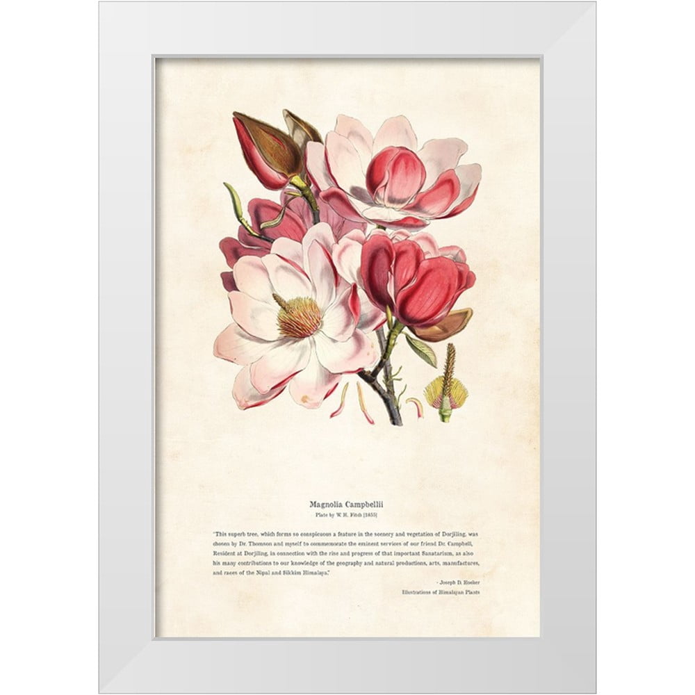 CAG 17x24 White Modern Wood Framed Museum Art Print Titled - Himalayan ...