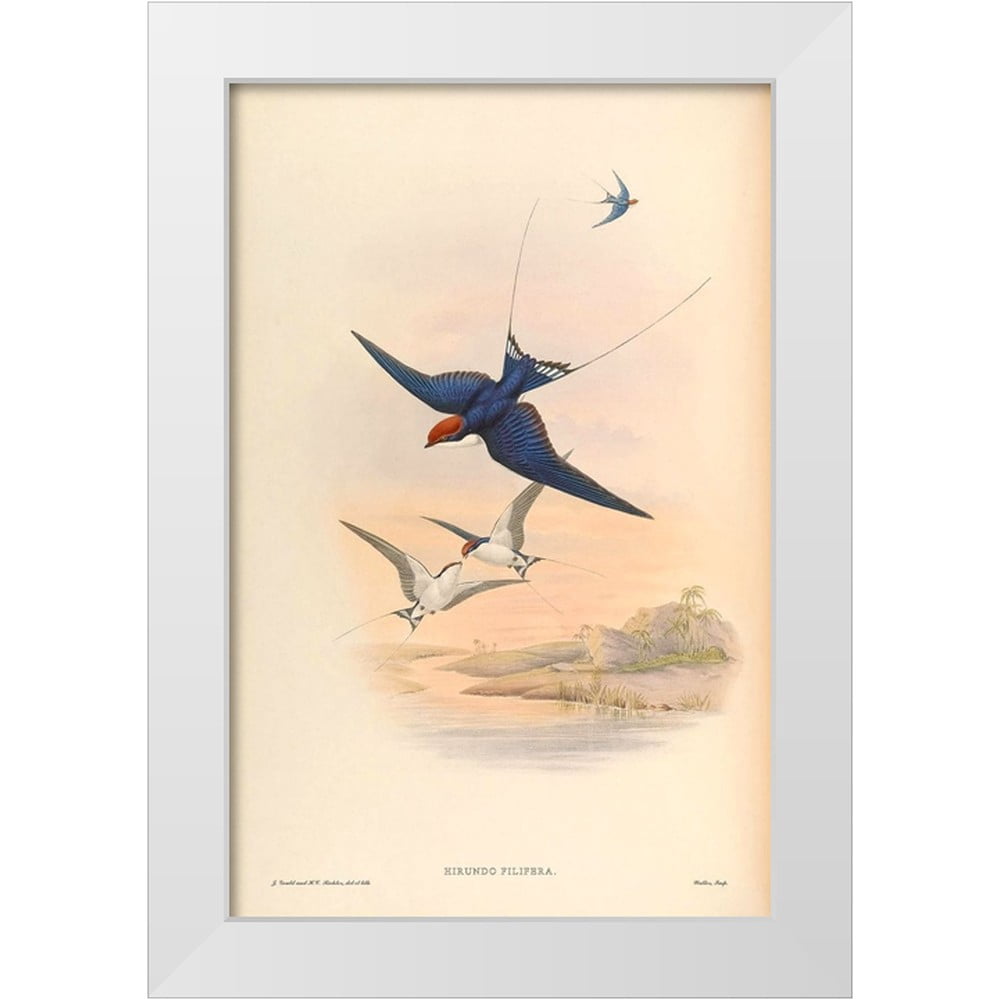 CAG 17x24 White Modern Wood Framed Museum Art Print Titled - Hirundo ...