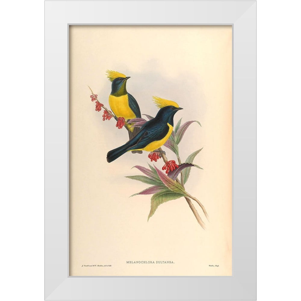 CAG 17x24 White Modern Wood Framed Museum Art Print Titled ...