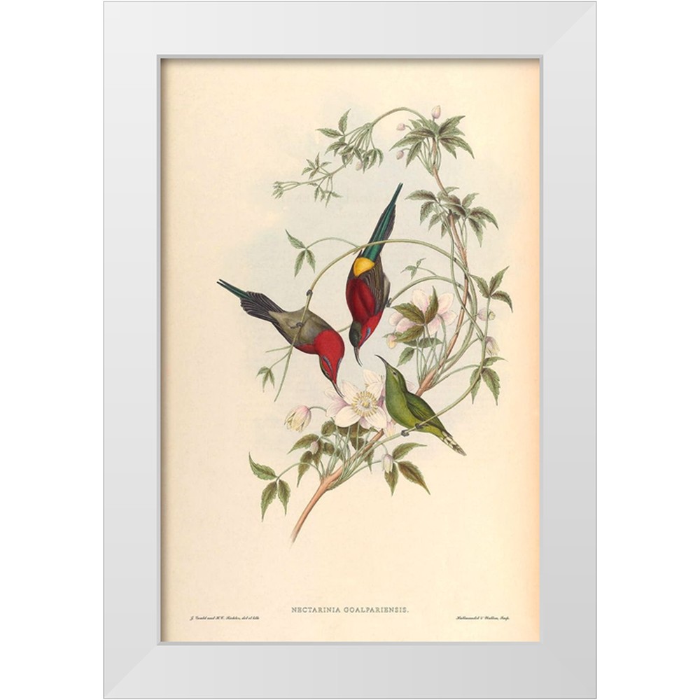 CAG 17x24 White Modern Wood Framed Museum Art Print Titled - Nectarinia ...