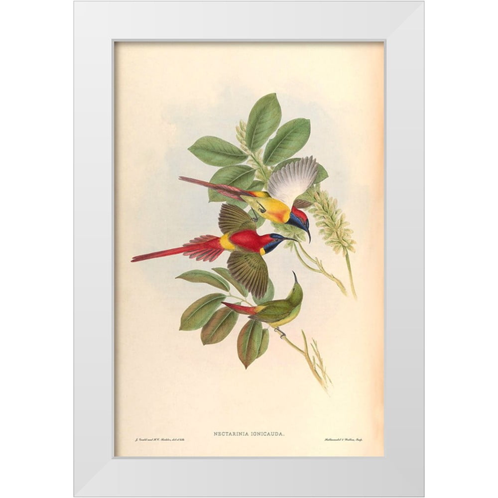 CAG 17x24 White Modern Wood Framed Museum Art Print Titled - Nectarinia ...