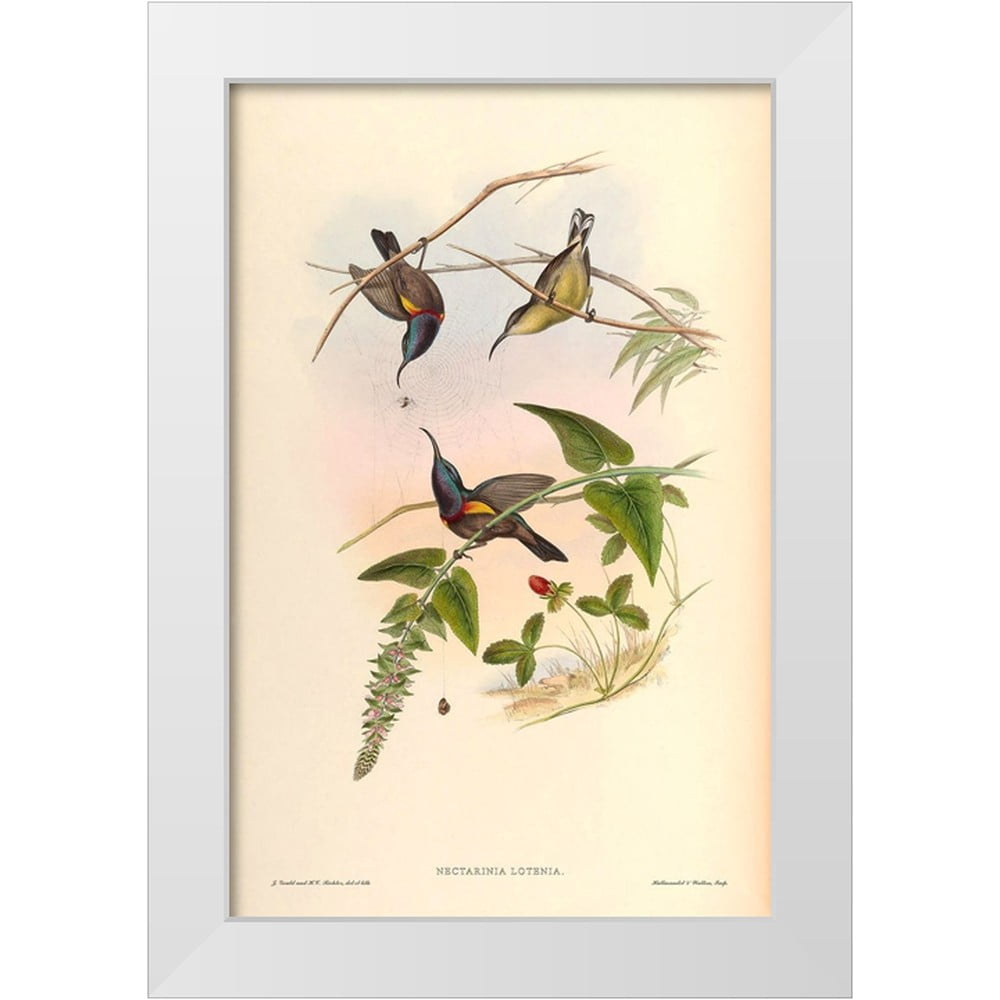 CAG 17x24 White Modern Wood Framed Museum Art Print Titled - Nectarinia ...