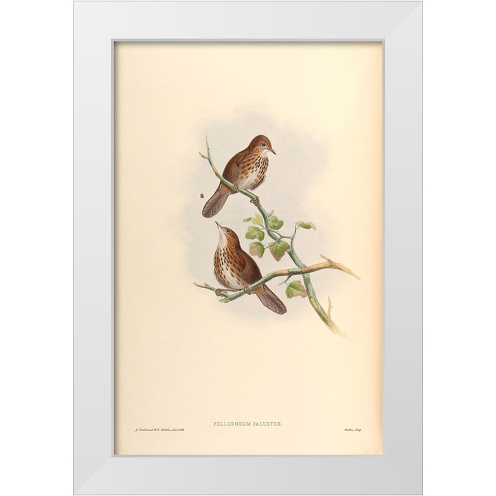 CAG 17x24 White Modern Wood Framed Museum Art Print Titled - Pellorneum ...