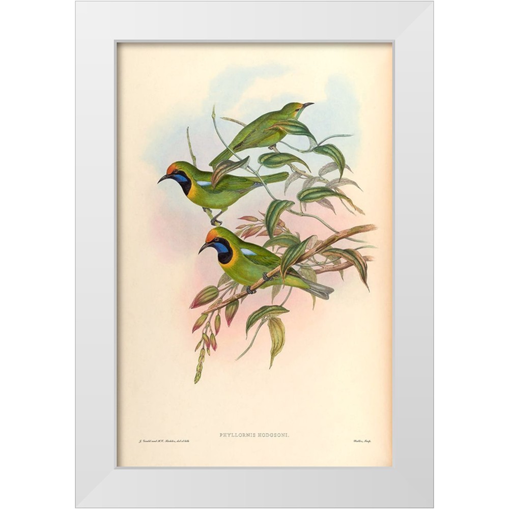 CAG 17x24 White Modern Wood Framed Museum Art Print Titled - Phyllornis ...