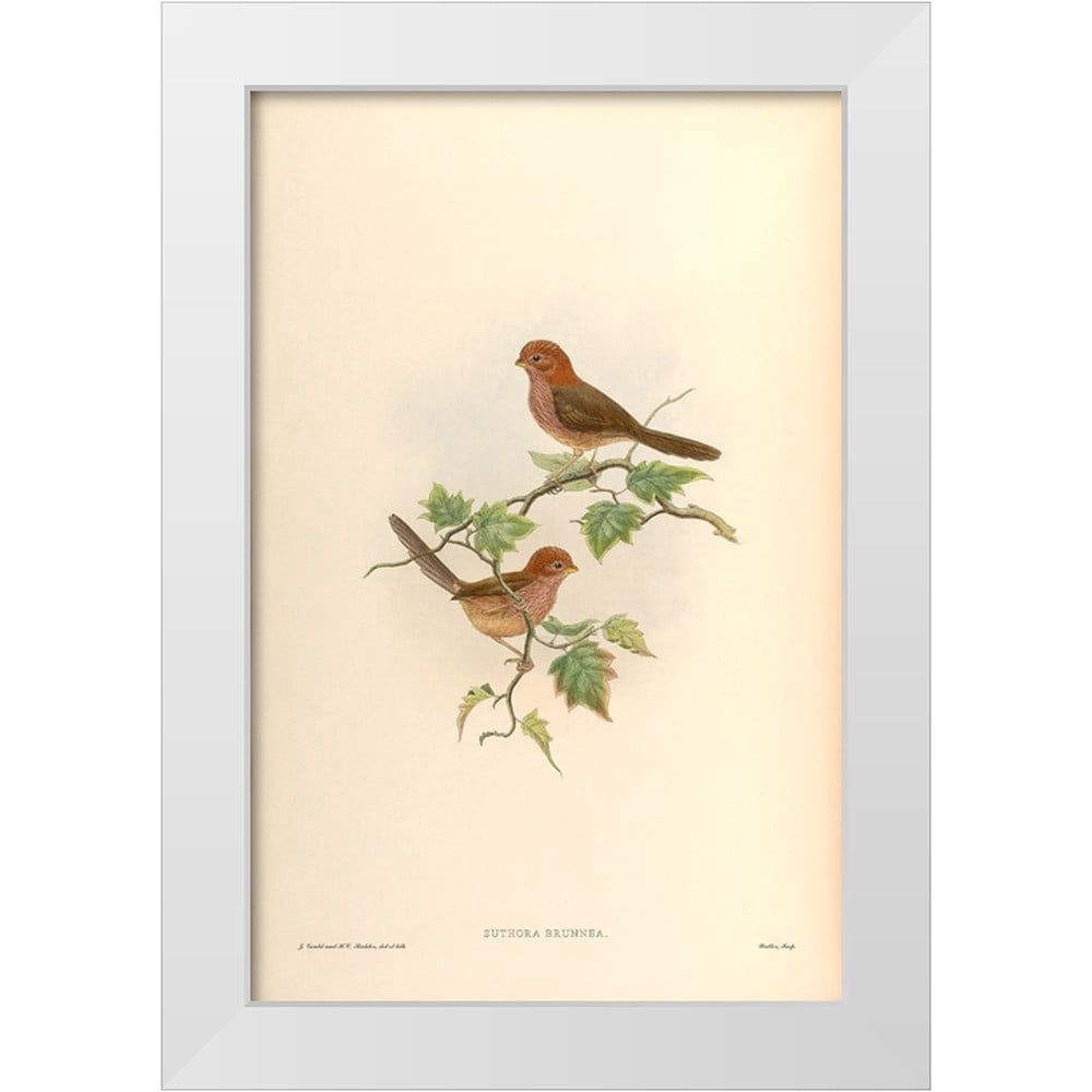 CAG 17x24 White Modern Wood Framed Museum Art Print Titled - Suthora ...