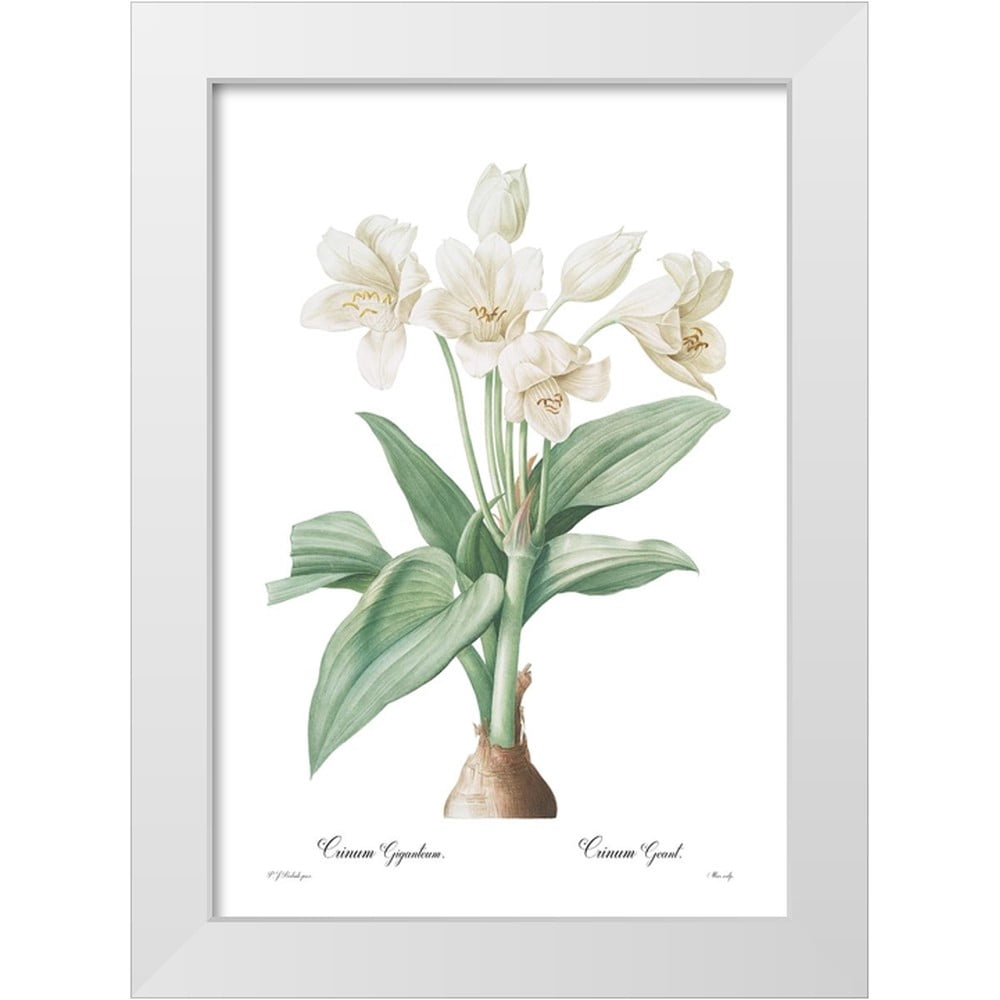 CAG 18x24 White Modern Wood Framed Museum Art Print Titled - Crinum ...