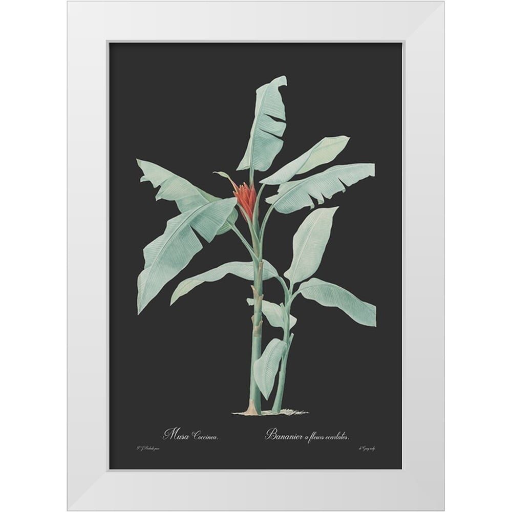 CAG 18x24 White Modern Wood Framed Museum Art Print Titled - Musa ...