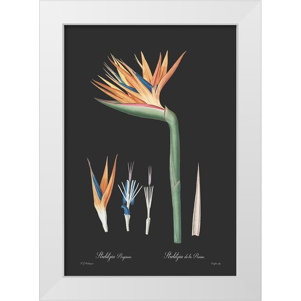 CAG 18x24 White Modern Wood Framed Museum Art Print Titled - Strelitzia ...