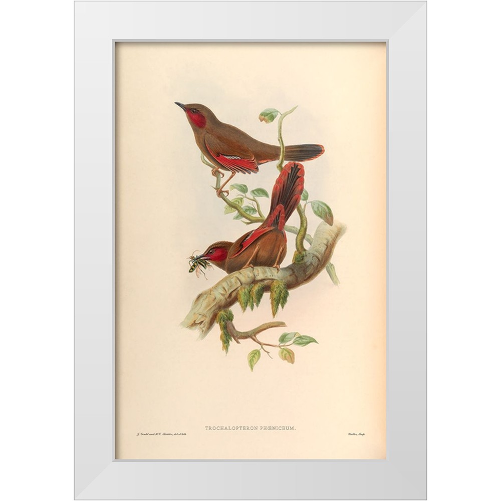 CAG 22x32 White Modern Wood Framed Museum Art Print Titled ...