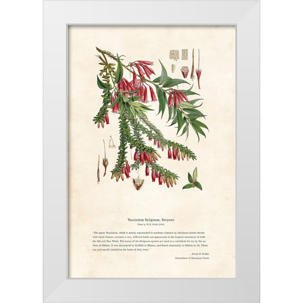 CAG 23x32 White Modern Wood Framed Museum Art Print Titled - Himalayan ...