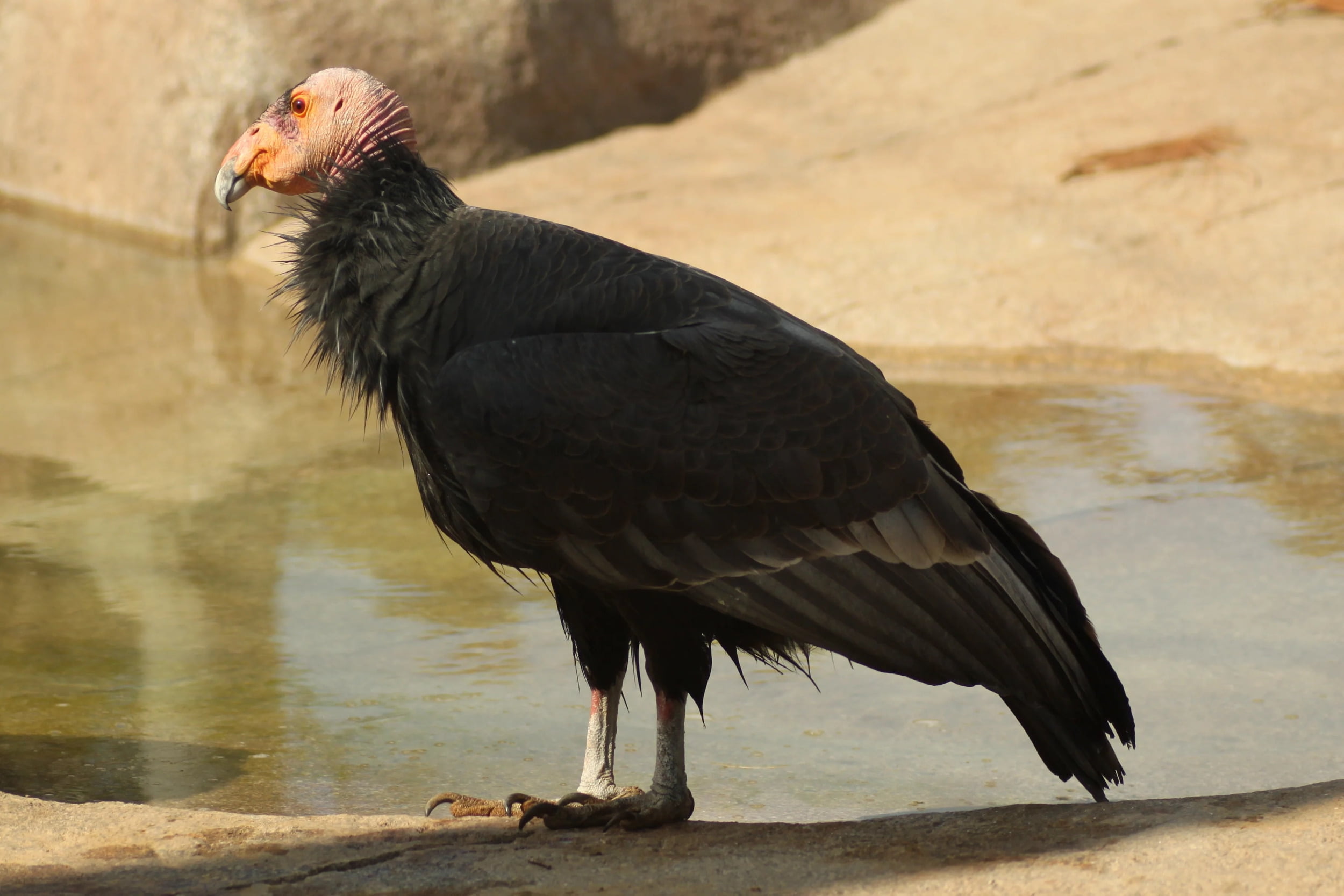 CALIFORNIA CONDOR GLOSSY POSTER PICTURE PHOTO PRINT BANNER vulture bird ...