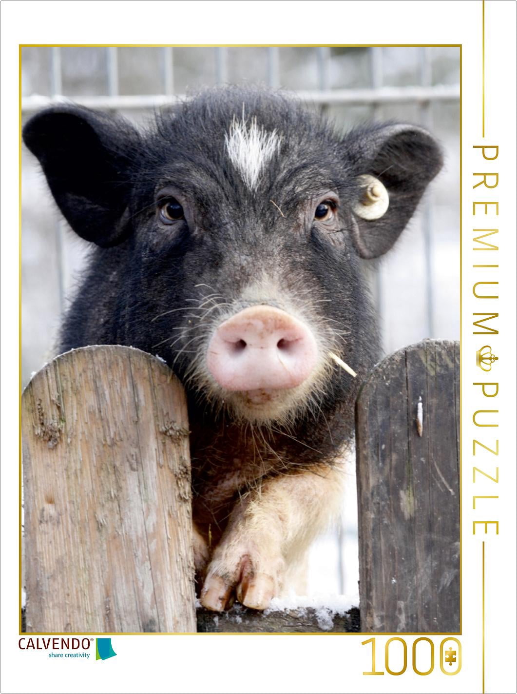CALVENDO Puzzle Ferkel steht am Zaun 1000 Teile Puzzle hoch | 1000 ...