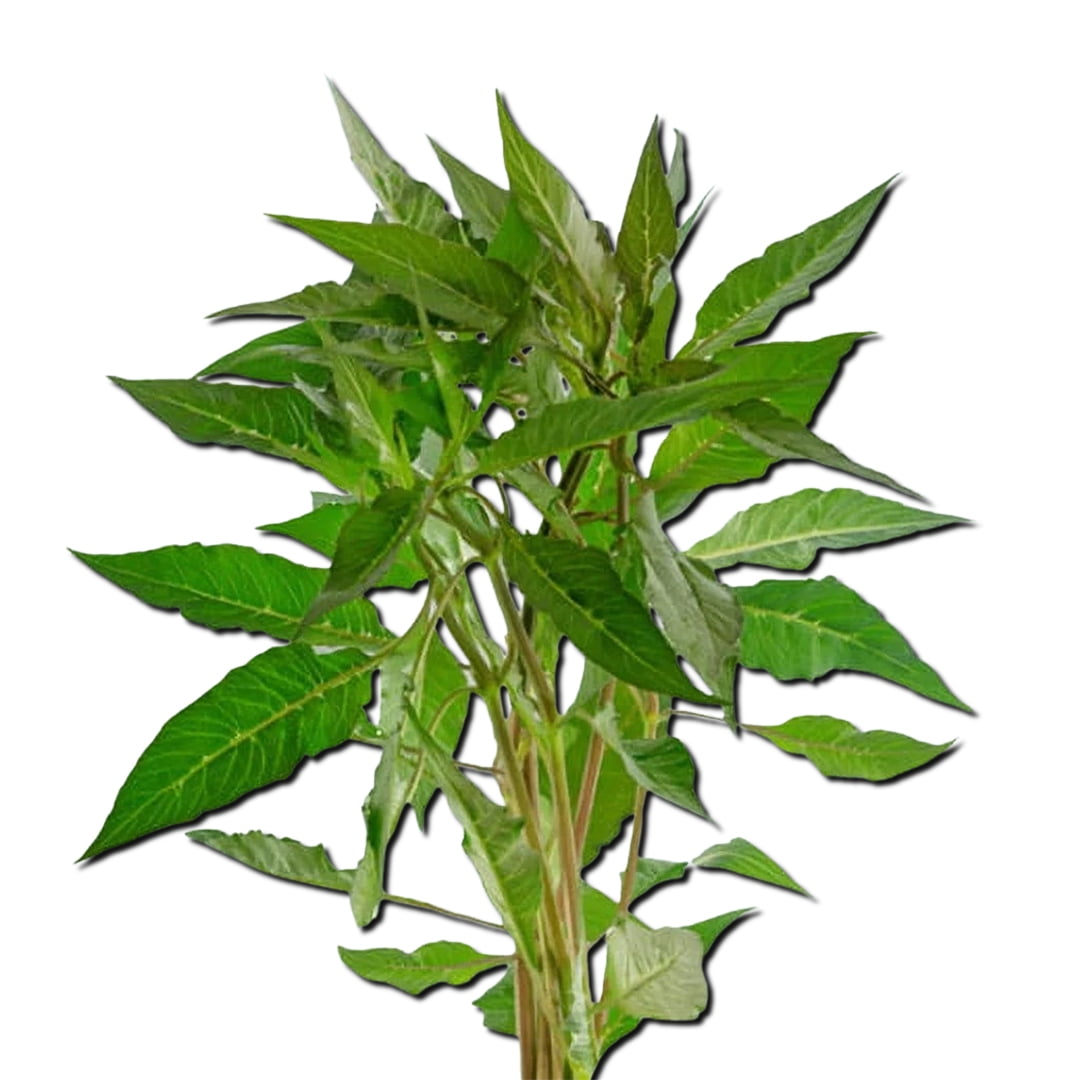 Canton Aquatics Hygrophila Salcifolia Live Plant, Freshwater Aquarium ...