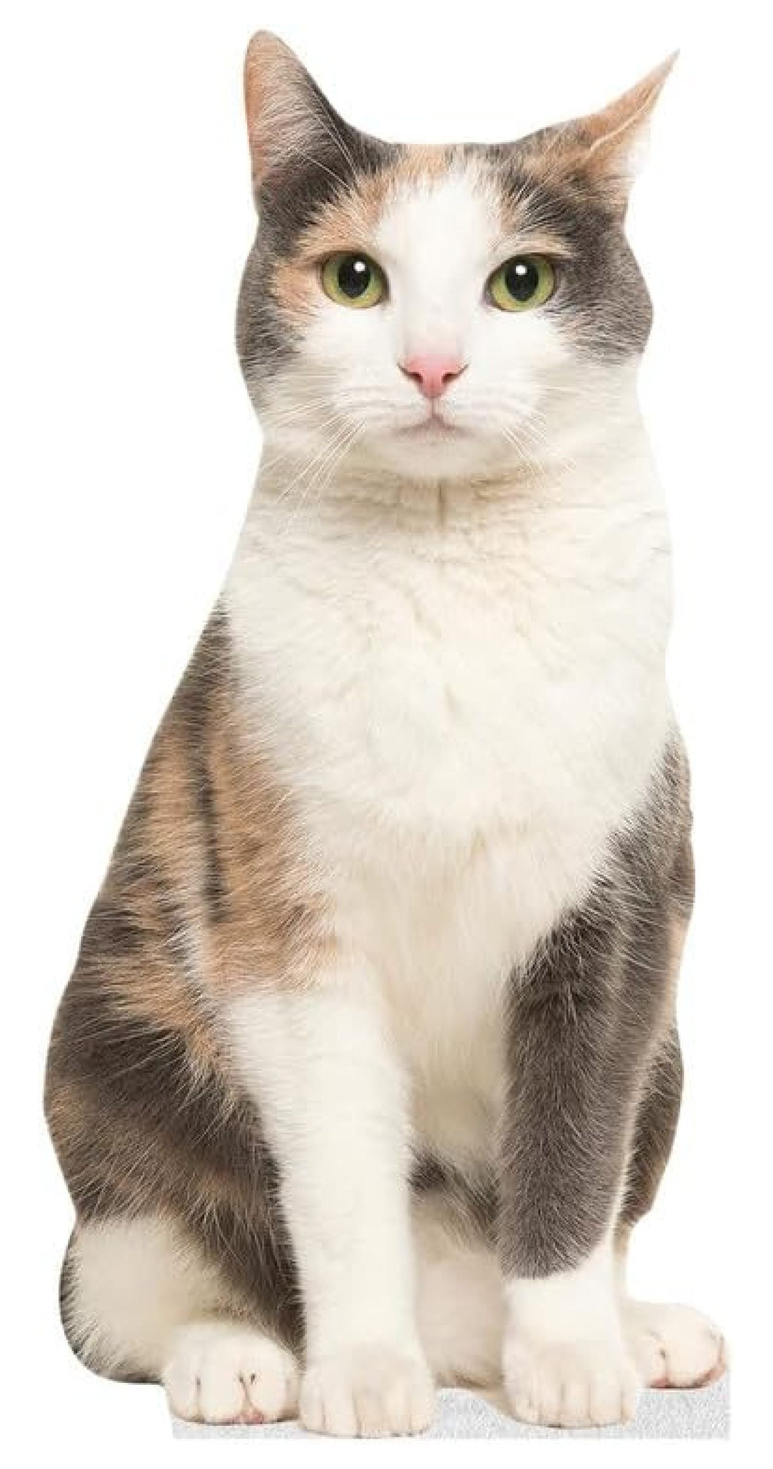 CAT - Grey Orange - Life Size Cardboard Cutout Standup People with ...