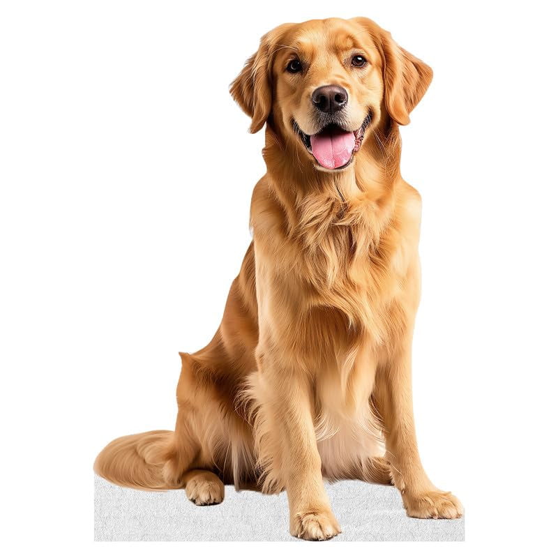 CAT - Scottish Straight - Life Size Cardboard Cutout Standup People ...